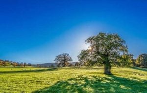Sun sunshine at the back of tree - Online Jigsaw Puzzles