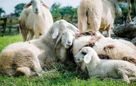 Laying group of white sheep - Online Jigsaw Puzzles
