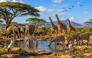Animals and Pets Jigsaw Puzzles Online, free.