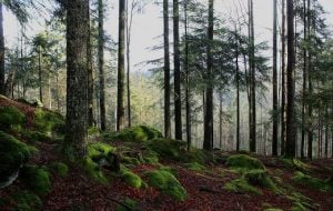 Jigsaw Puzzles Natural Scenery. Online Jigsaws of beautiful nature scenes.