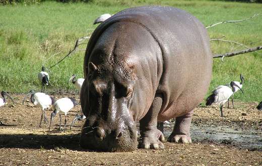 Animals and Pets Jigsaw Puzzles Online, free.