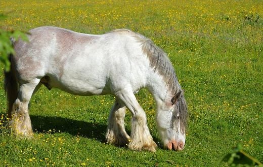 Animals and Pets Jigsaw Puzzles Online, free.