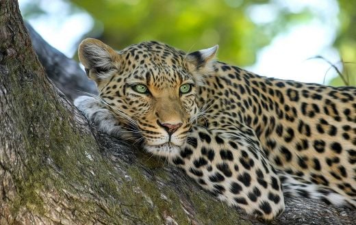 Animals and Pets Jigsaw Puzzles Online, free.